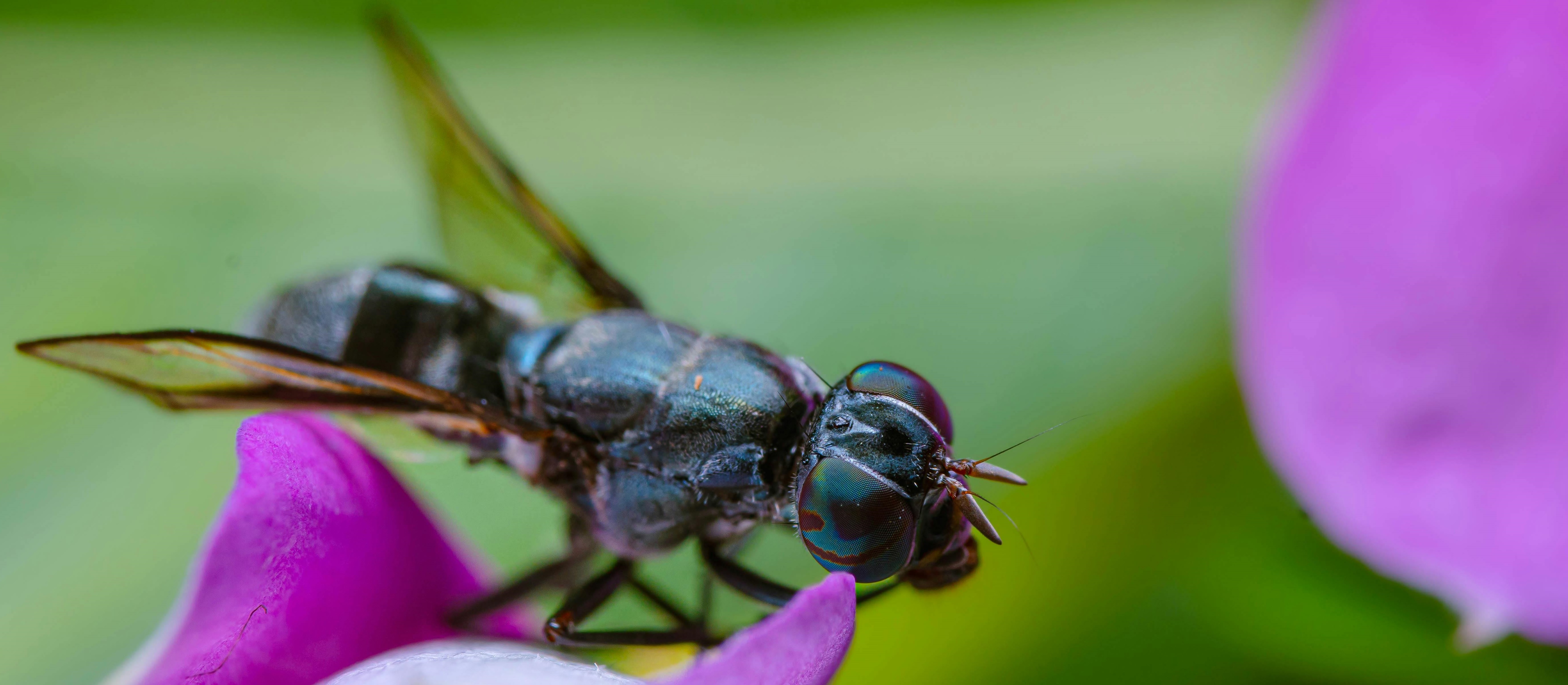 Puntura di Tafano: Come Riconoscerla e Cosa Fare per Trattarla